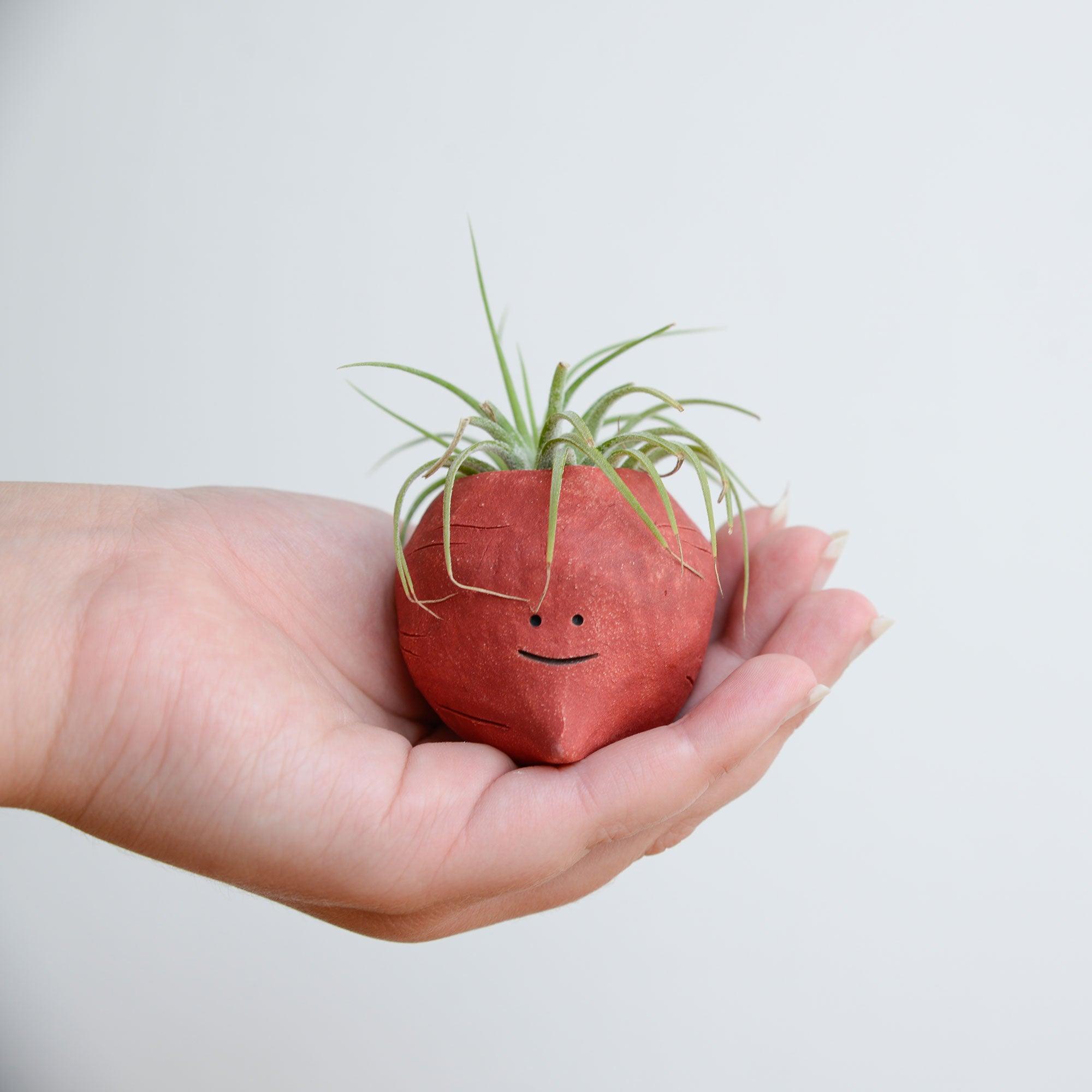 Beetroot-Air-Plant-Holder-Pot – Habulous