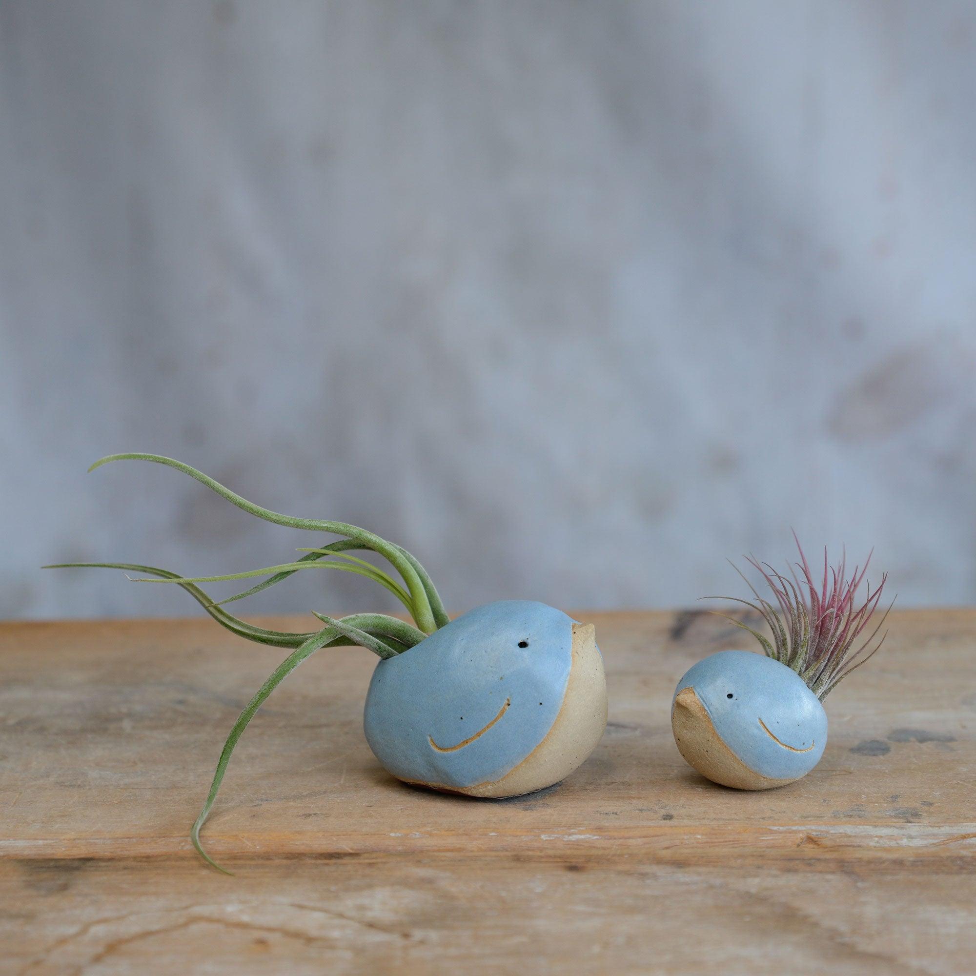 Blue Bird Air Plant Holders | Plant Gift | Habulous