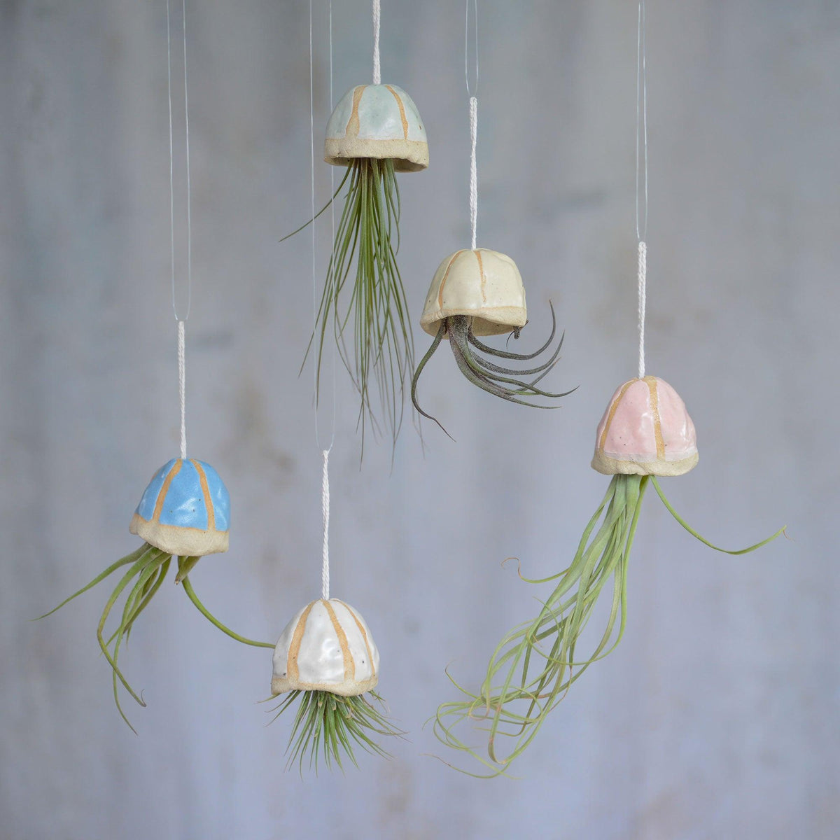 Jellyfish Air Plant Holders | Unique Air Plant Hangers | Habulous