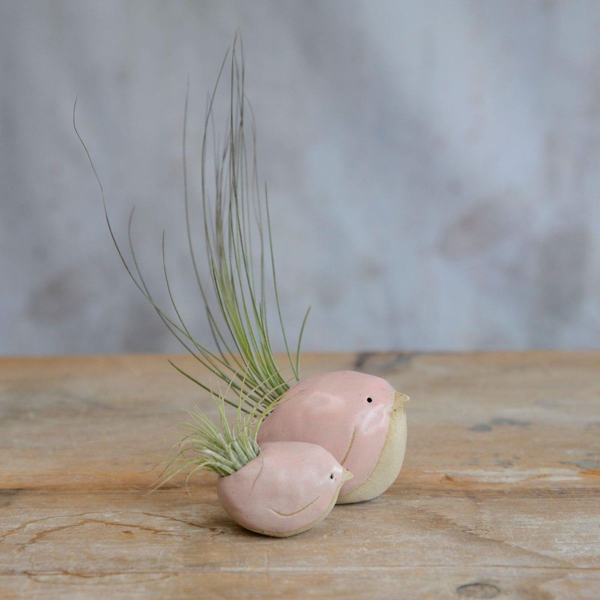 Pink Bird Air Plant Holder | Air Plants | Habulous